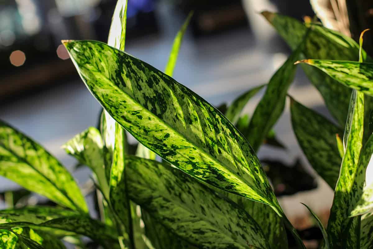 20 Different Dieffenbachia Varieties - Plantglossary