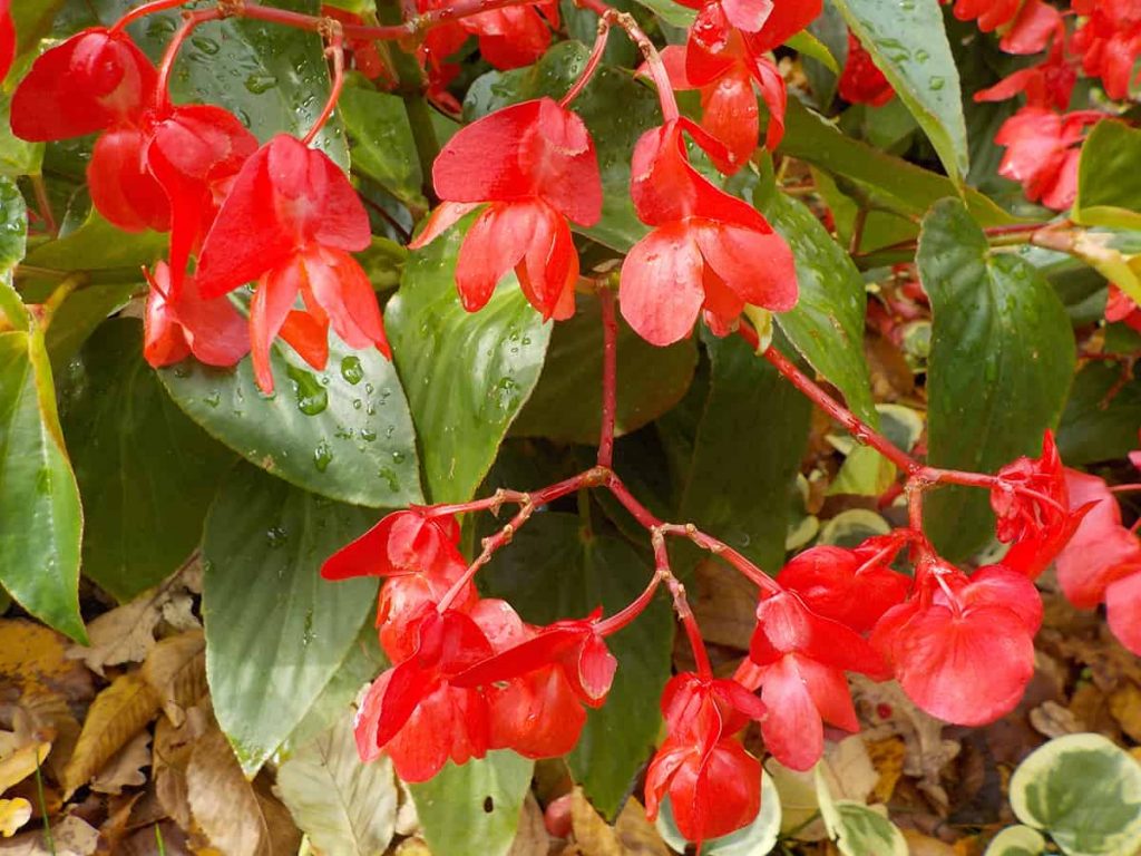 Angel Wing Begonia Guide – Tips For a Stunning Plant - Plantglossary