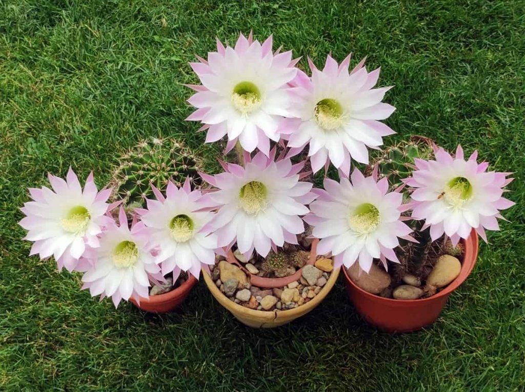 How To Grow & Care For Lithops (the Living Stone) - Plantglossary