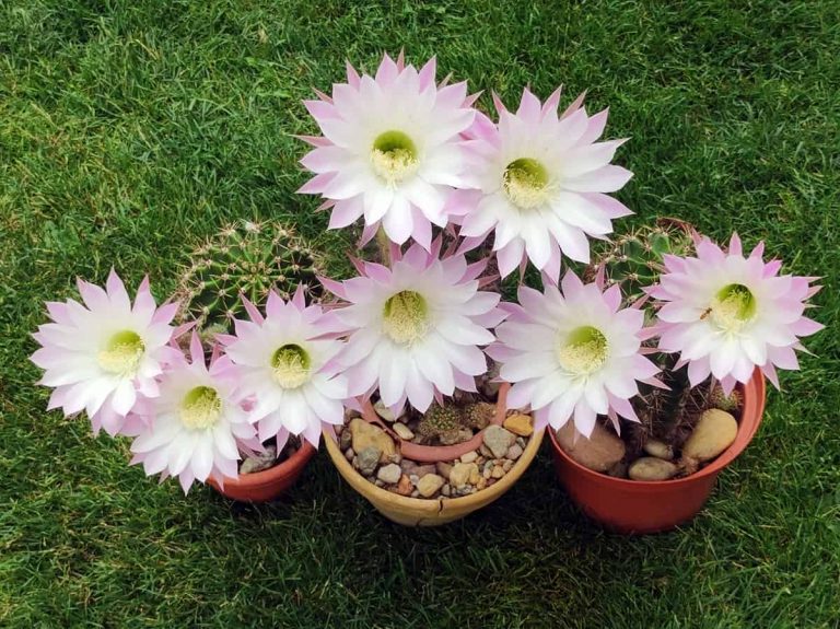 How to Care For Easter Lily Cactus - Plantglossary