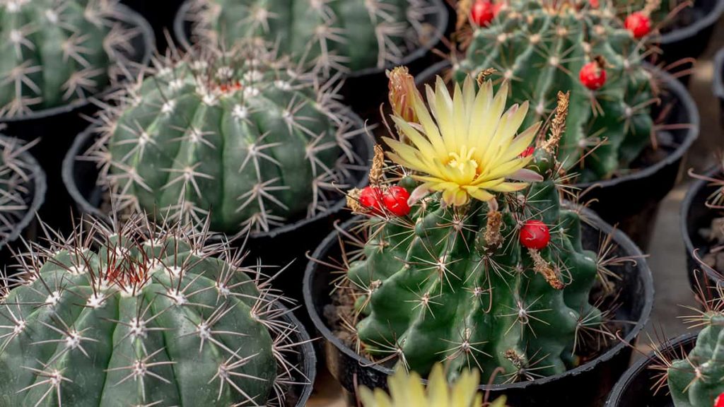 How to Care For Easter Lily Cactus - Plantglossary