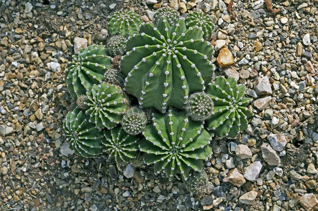 How to Care For Easter Lily Cactus - Plantglossary