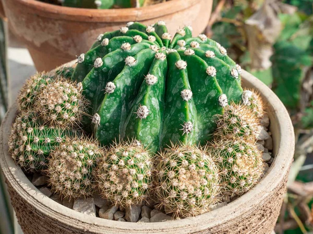 How to Care For Easter Lily Cactus - Plantglossary