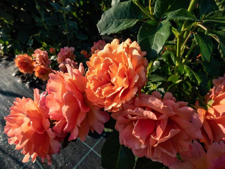 18 Tough Roses That Can Add Beaty and Withstand Harsh Climates ...