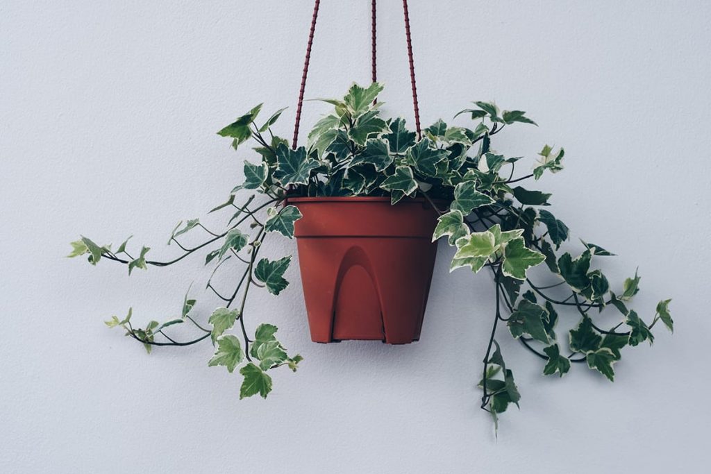 20 Amazing Trailing Houseplants For Any Vertical Displays - Plantglossary