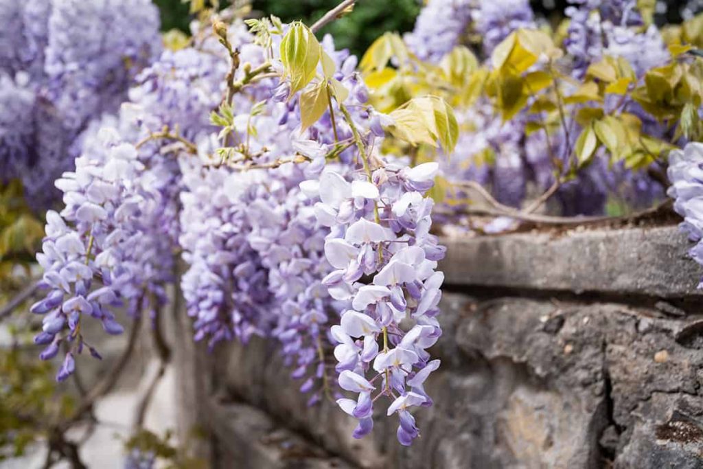 How to Grow Wisteria – A Guide to Lush Blooms - Plantglossary