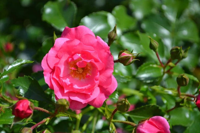 18 Tough Roses That Can Add Beaty and Withstand Harsh Climates ...