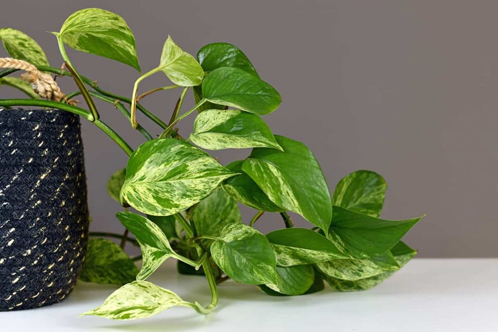 20 Amazing Trailing Houseplants For Any Vertical Displays - Plantglossary