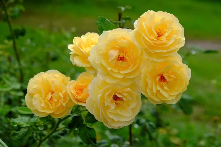 18 Tough Roses That Can Add Beaty and Withstand Harsh Climates ...