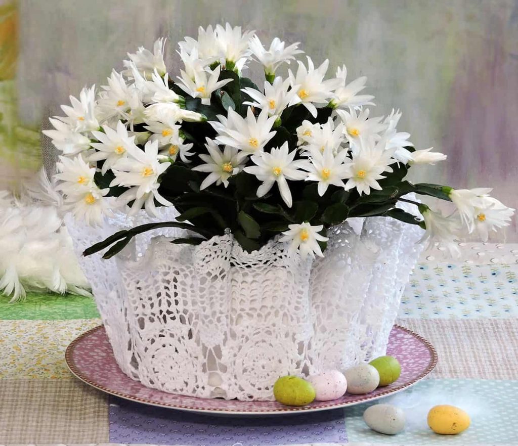 How to Make Easter Cactus Bloom - Plantglossary