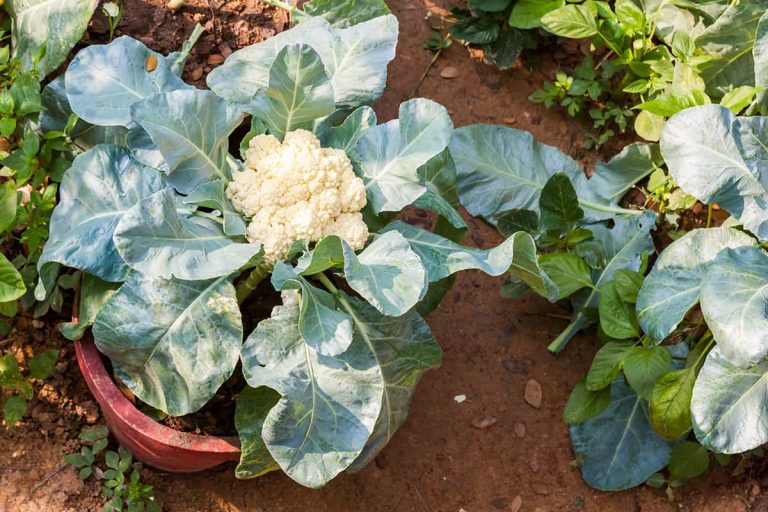 How to Grow Cauliflower in Pots - Plantglossary