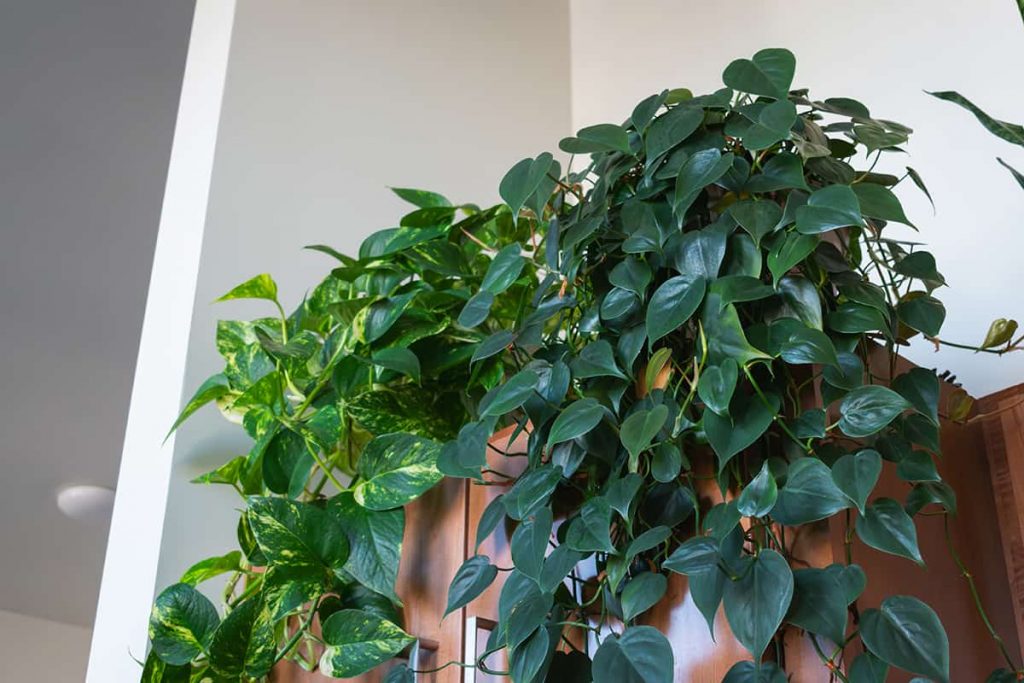 20 Amazing Trailing Houseplants For Any Vertical Displays - Plantglossary