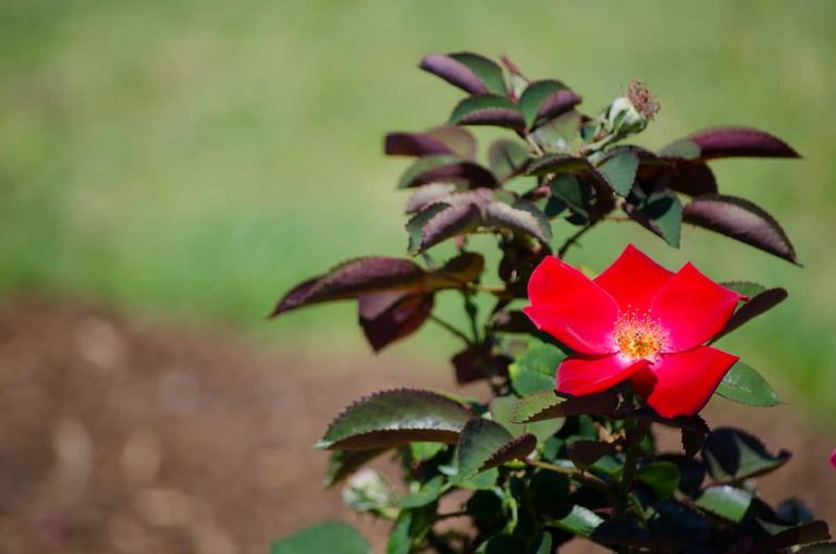 18 Tough Roses That Can Add Beaty and Withstand Harsh Climates ...