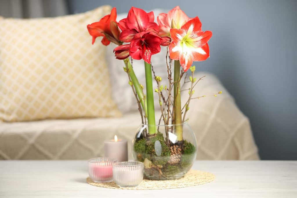 How To Plant and Care for Amaryllis - Plantglossary