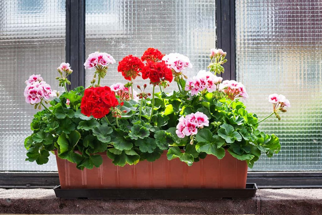 How to Grow Geraniums in Pots - Plantglossary