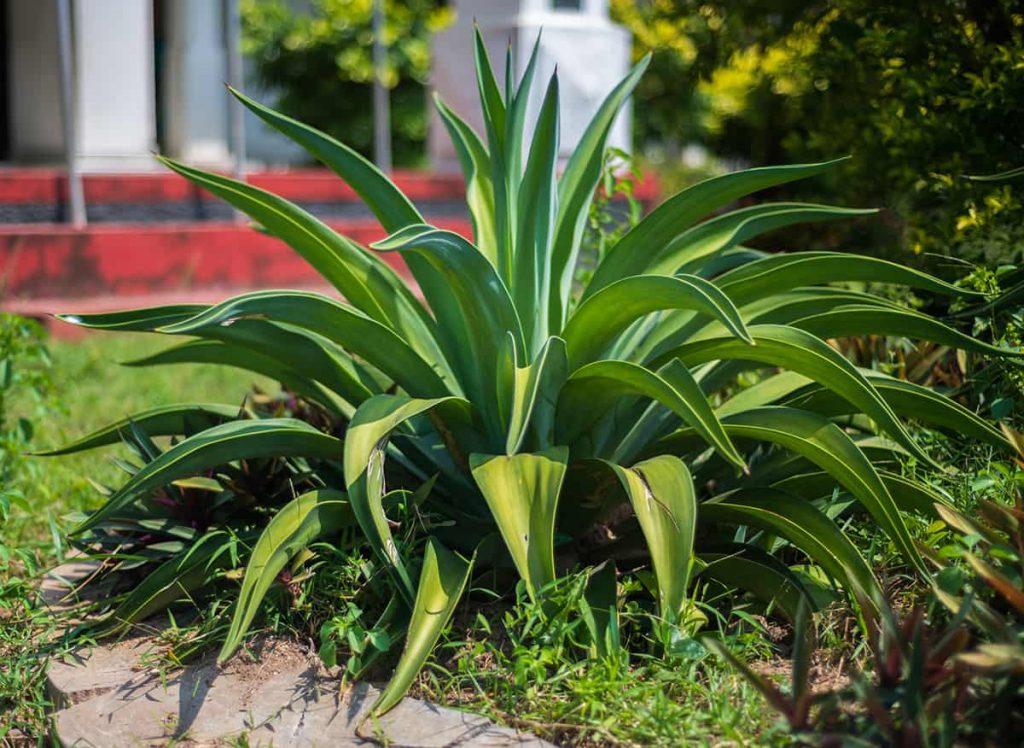Agave 101 – Your Comprehensive Guide to Planting and Maintenance ...