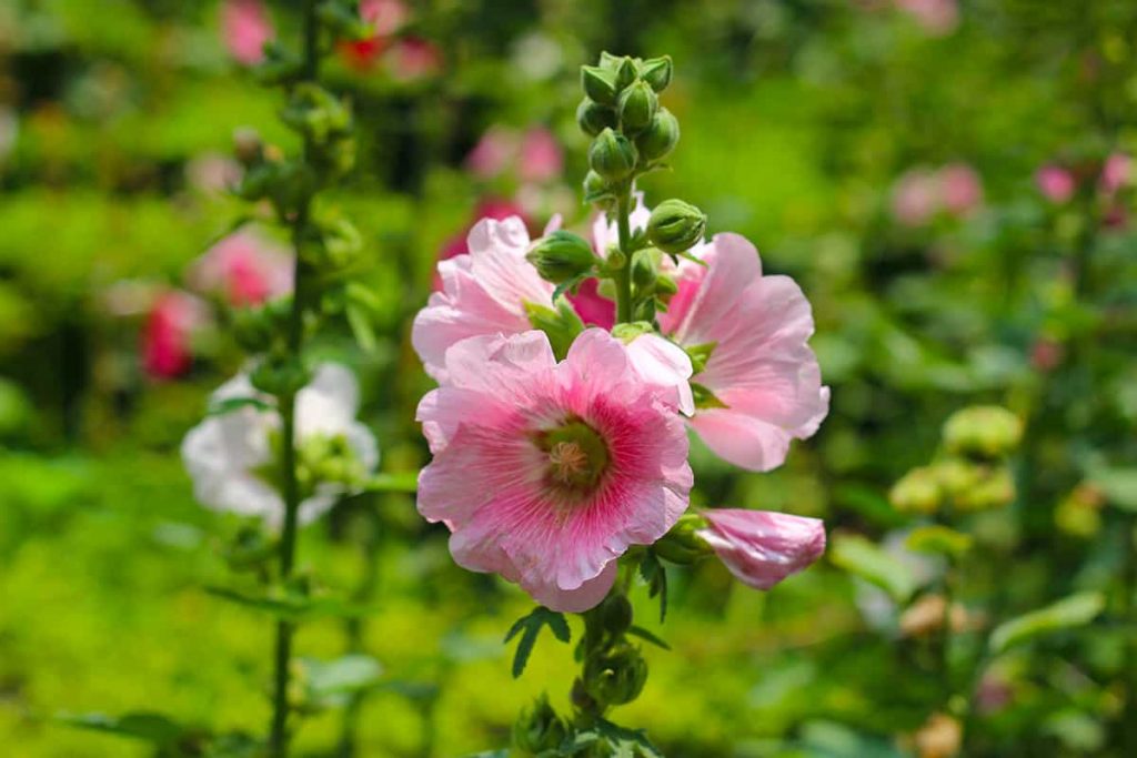 Grow Hollyhocks This Way and Get More Gorgeous Blooms - Plantglossary