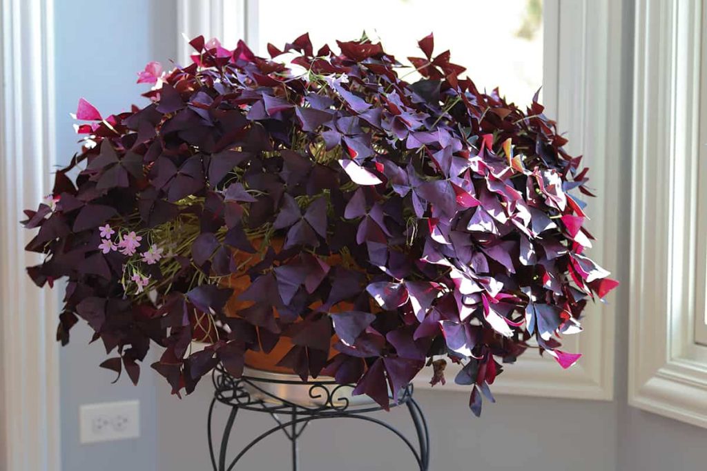 Oxalis Care Guide – Tips for a Thriving Shamrock Plant - Plantglossary