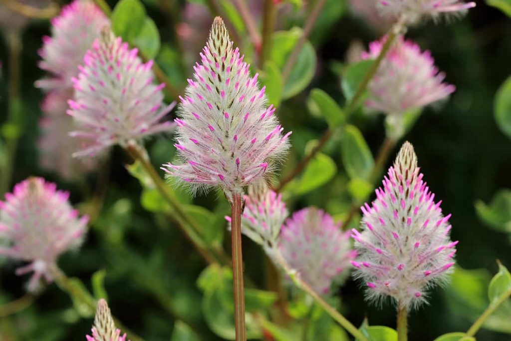 How to Grow and Care for Ptilotus For Stunning Flowers - Plantglossary