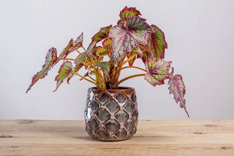 How to Grow and Care for Rex Begonia - Plantglossary