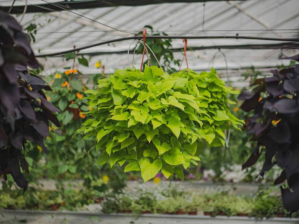 How to Grow and Care for the Sweet Potato Vine - Plantglossary