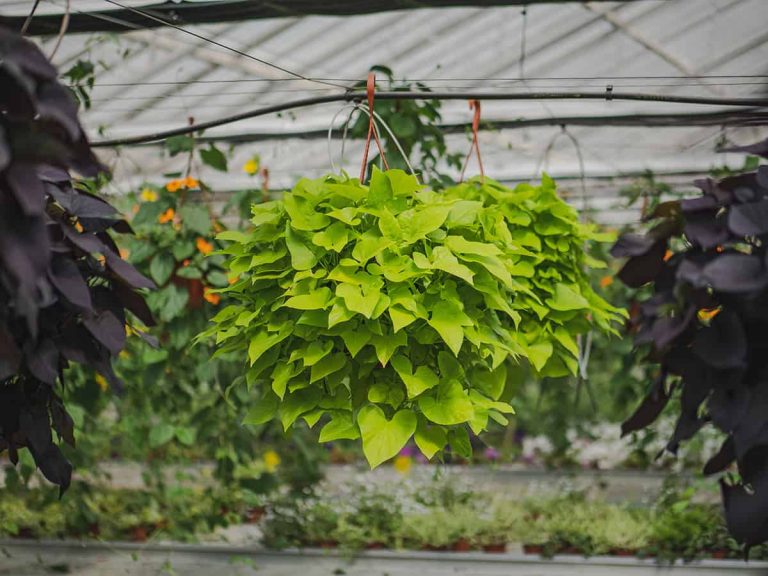 How to Grow and Care for the Sweet Potato Vine - Plantglossary
