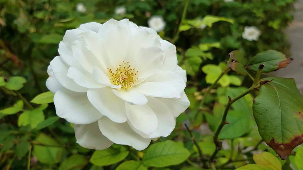 18 Tough Roses That Can Add Beaty and Withstand Harsh Climates ...