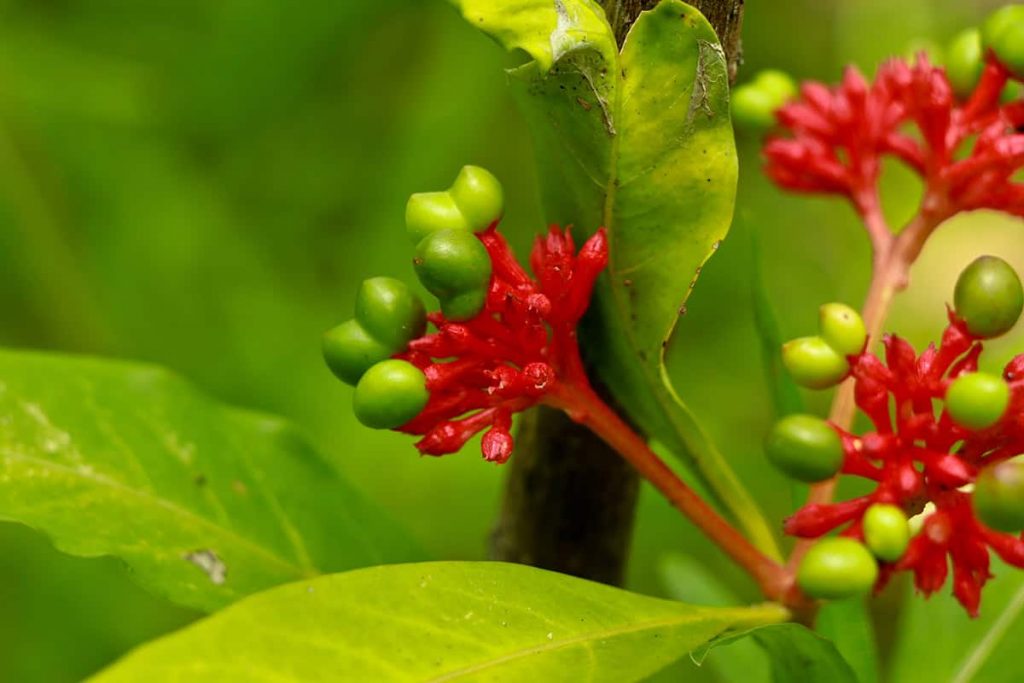 19 Snake-Repellent Plants to Keep Snakes From Crawling Into Your Garden ...