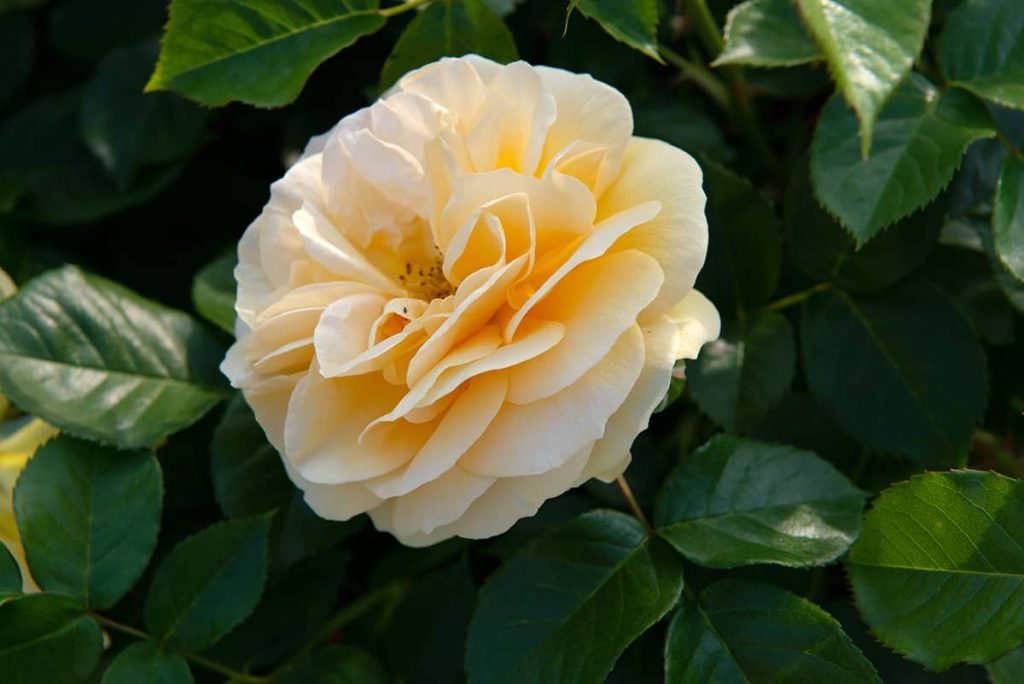 18 Tough Roses That Can Add Beaty and Withstand Harsh Climates ...