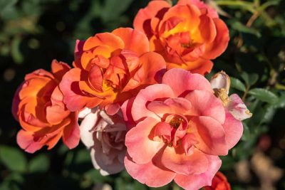 18 Tough Roses That Can Add Beaty and Withstand Harsh Climates ...