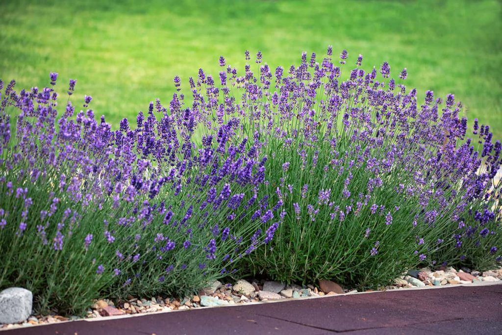10 Sun-loving Perennials For A Cutting Garden - Plantglossary