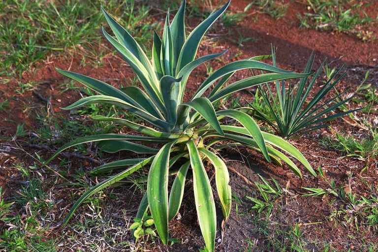 Agave 101 – Your Comprehensive Guide to Planting and Maintenance ...