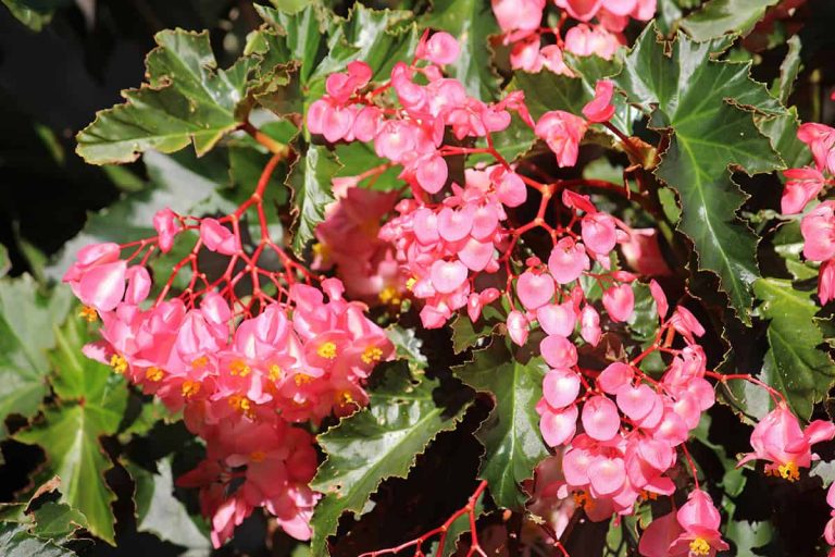 Angel Wing Begonia Guide – Tips For a Stunning Plant - Plantglossary