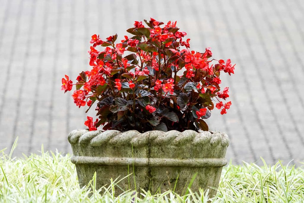 How to Grow and Care for Begonia - Plantglossary
