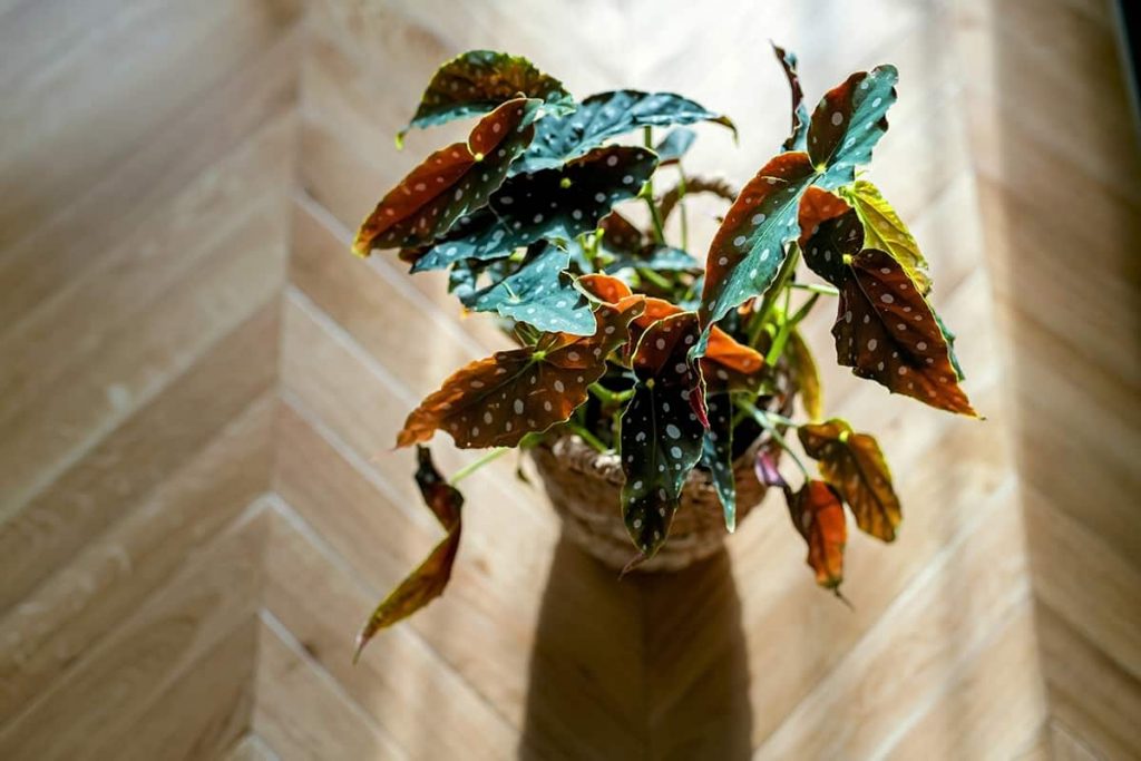 Growing and Caring for Begonia Maculata - Plantglossary