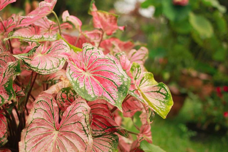 How to Care for Caladium – Tips For a Healthy and Vibrant Plant ...
