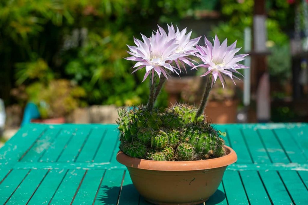 How to Care For Easter Lily Cactus - Plantglossary