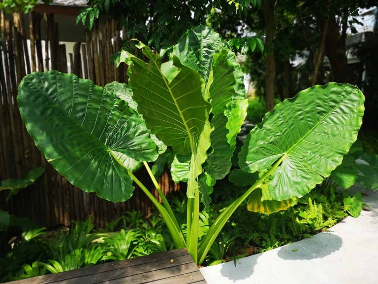 How to Grow and Care for Elephant Ear Plant - Plantglossary