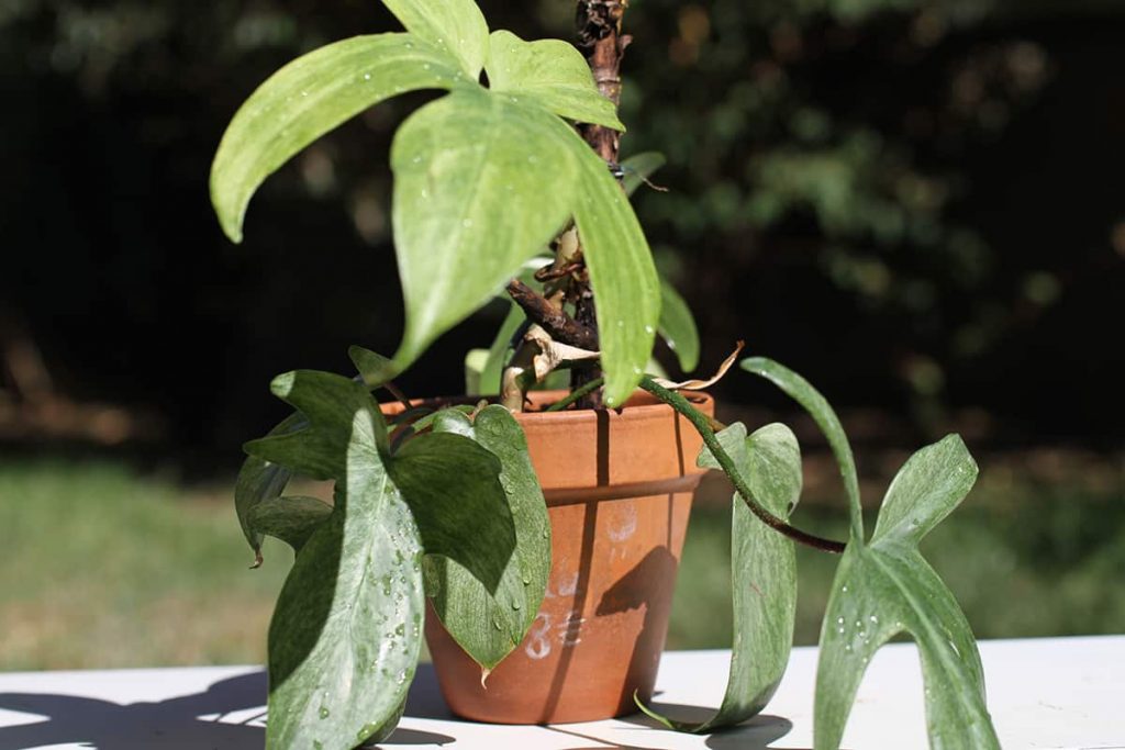 Florida Ghost Philodendron – Tips For a Thriving Houseplant - Plantglossary