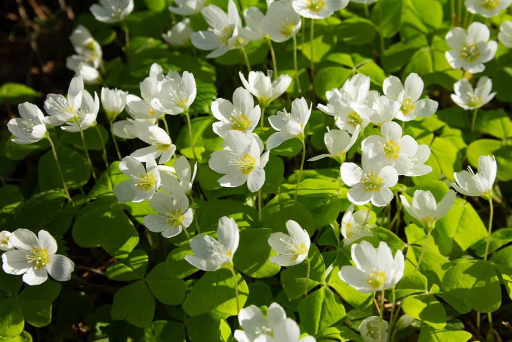 Oxalis Care Guide – Tips for a Thriving Shamrock Plant - Plantglossary