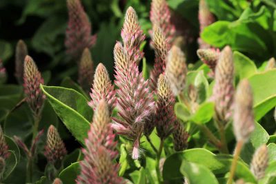 How to Grow and Care for Ptilotus For Stunning Flowers - Plantglossary