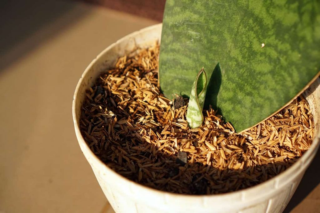 How to Get More Snake Plant Pups For Unlimited Sansevierias - Plantglossary