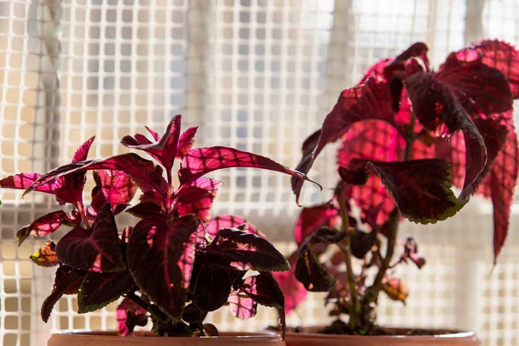 How to Grow and Care for Rex Begonia - Plantglossary