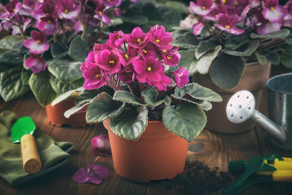 How to Repot African Violets - Plantglossary