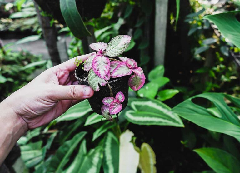 How to Grow and Care for Flame Violets - Plantglossary