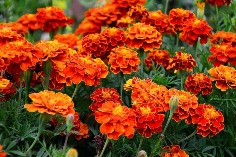 19 Snake-Repellent Plants to Keep Snakes From Crawling Into Your Garden ...