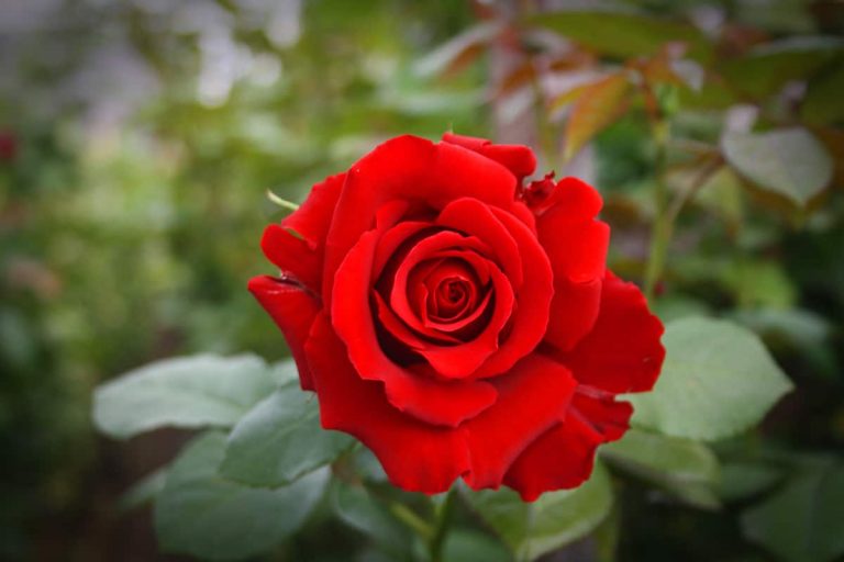 18 Tough Roses That Can Add Beaty and Withstand Harsh Climates ...