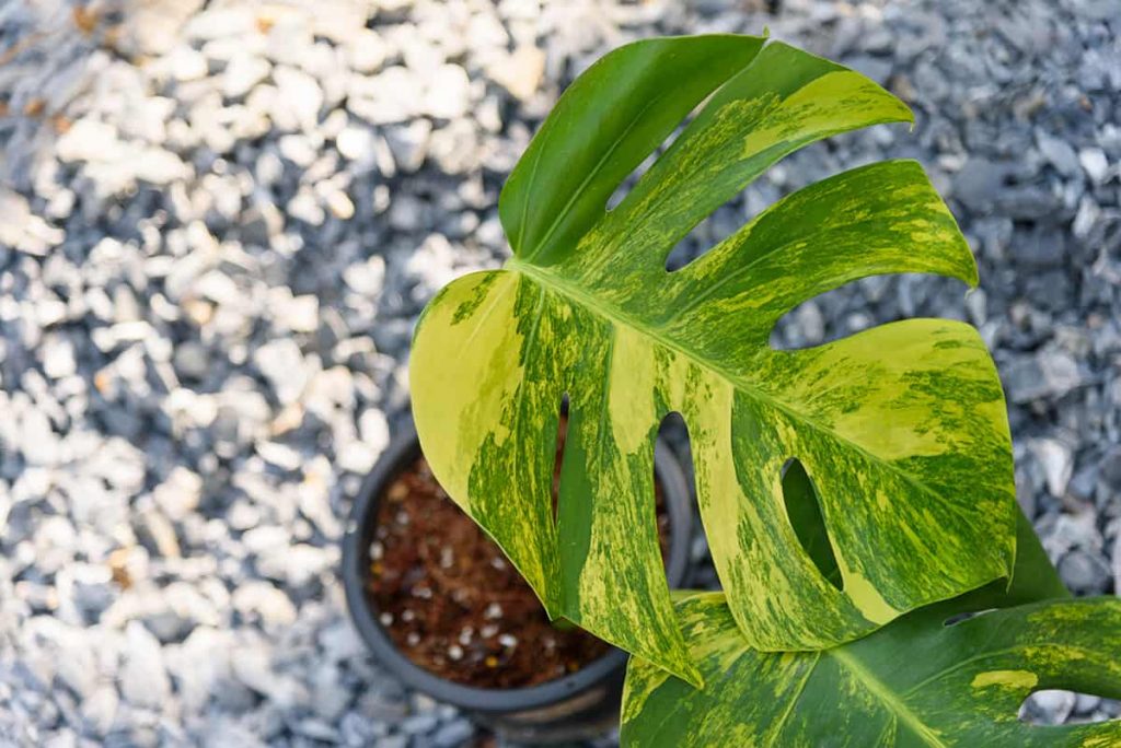 18 Common Types of Monstera Plants - Plantglossary