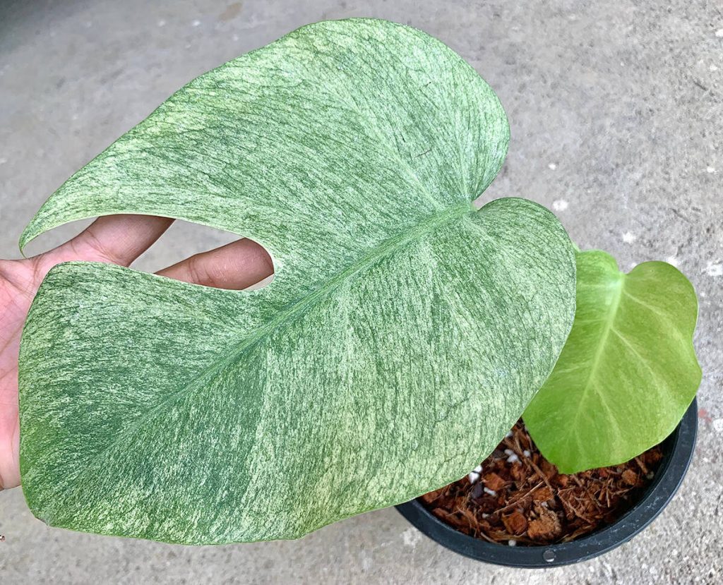 18 Common Types of Monstera Plants - Plantglossary