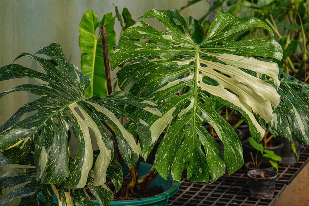 18 Common Types of Monstera Plants - Plantglossary